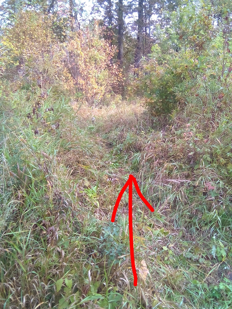 Pic4Net: image IMG_20180917_115741.jpg 1G2HVQ