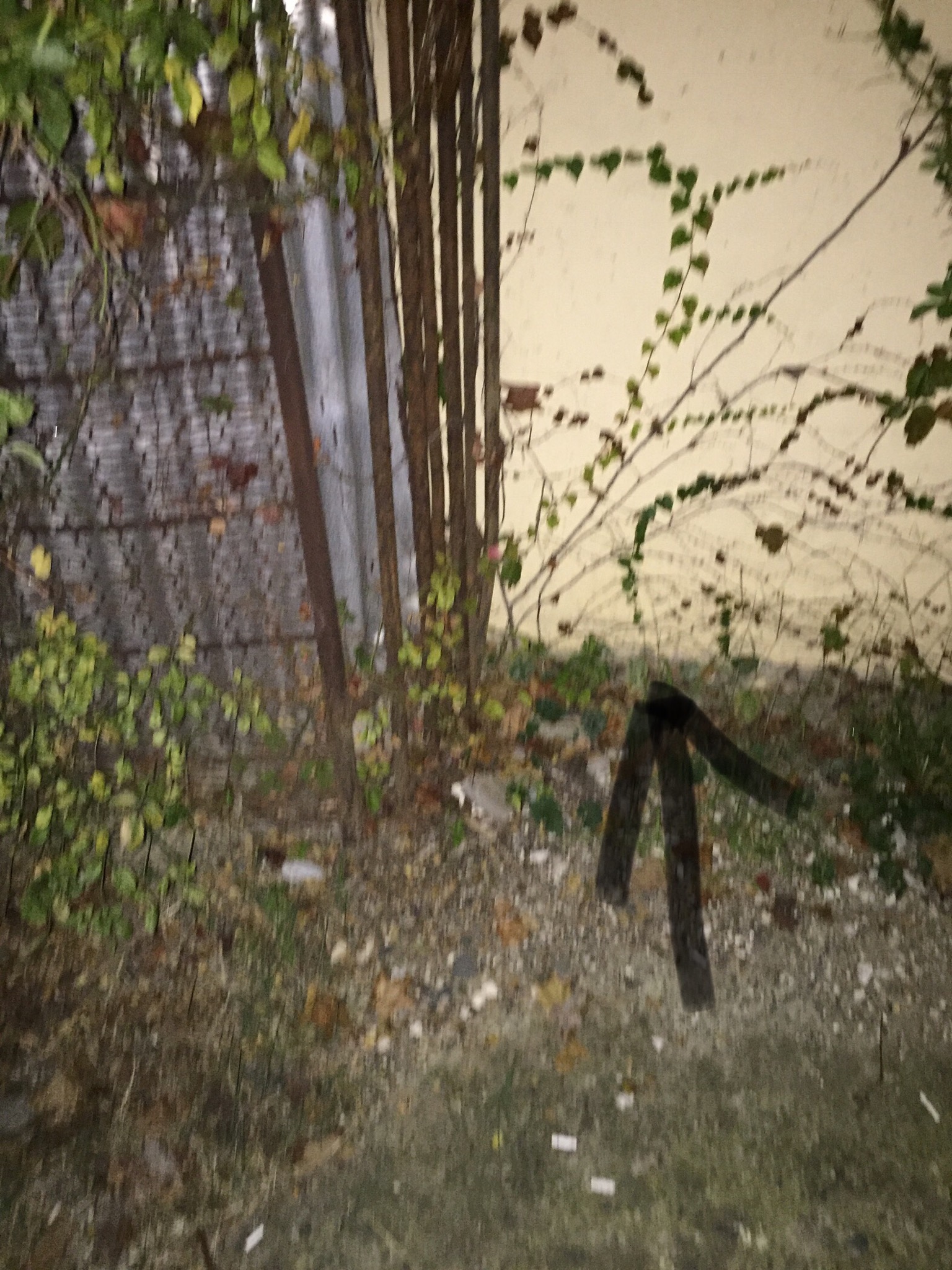 Pic4Net: image 1DA28912-46FE-4FC0-AE80-EE41767617D2.jpeg 203N5S